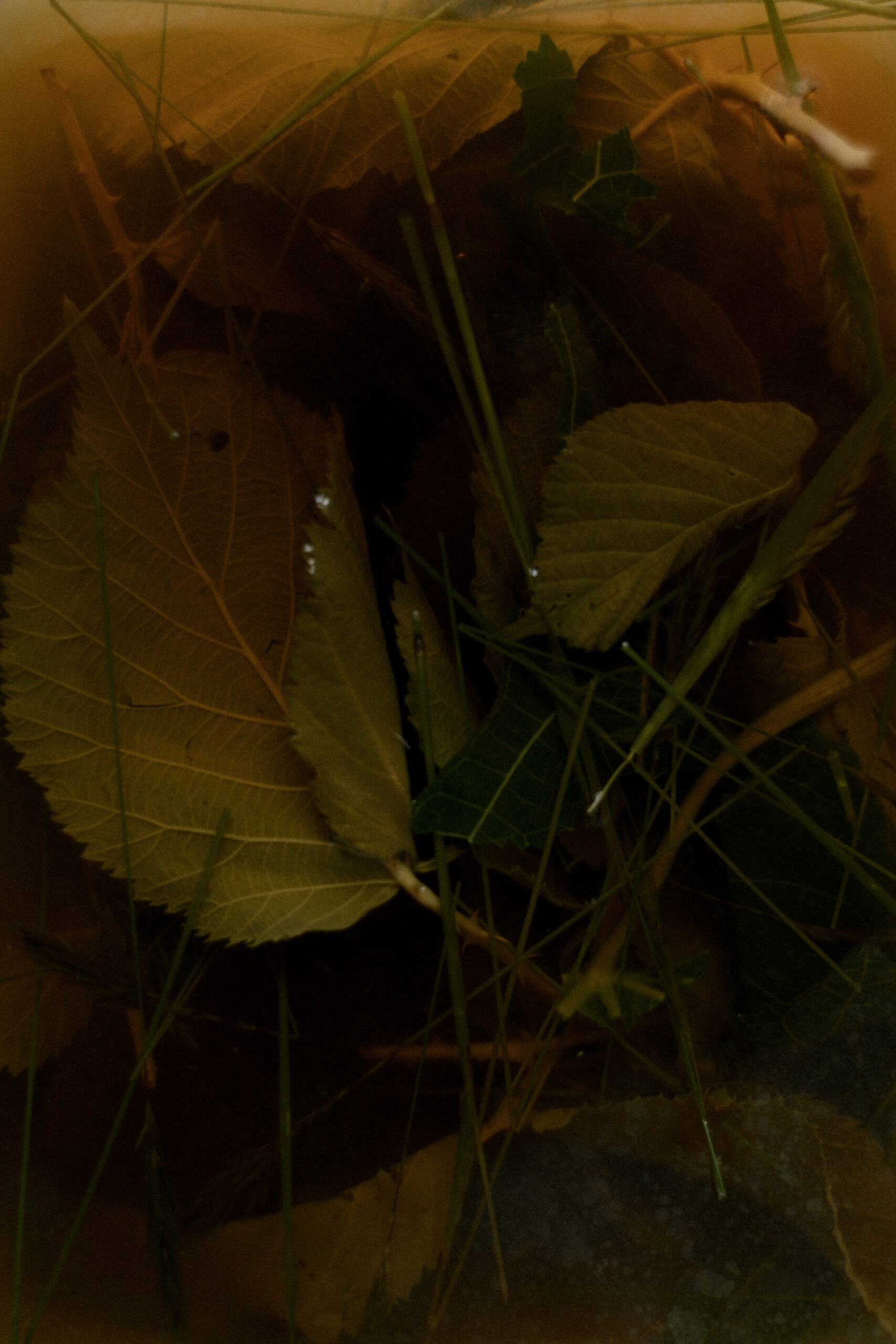 Cycene Soft Pairing – Caitlin Jones – Blue Mountain School