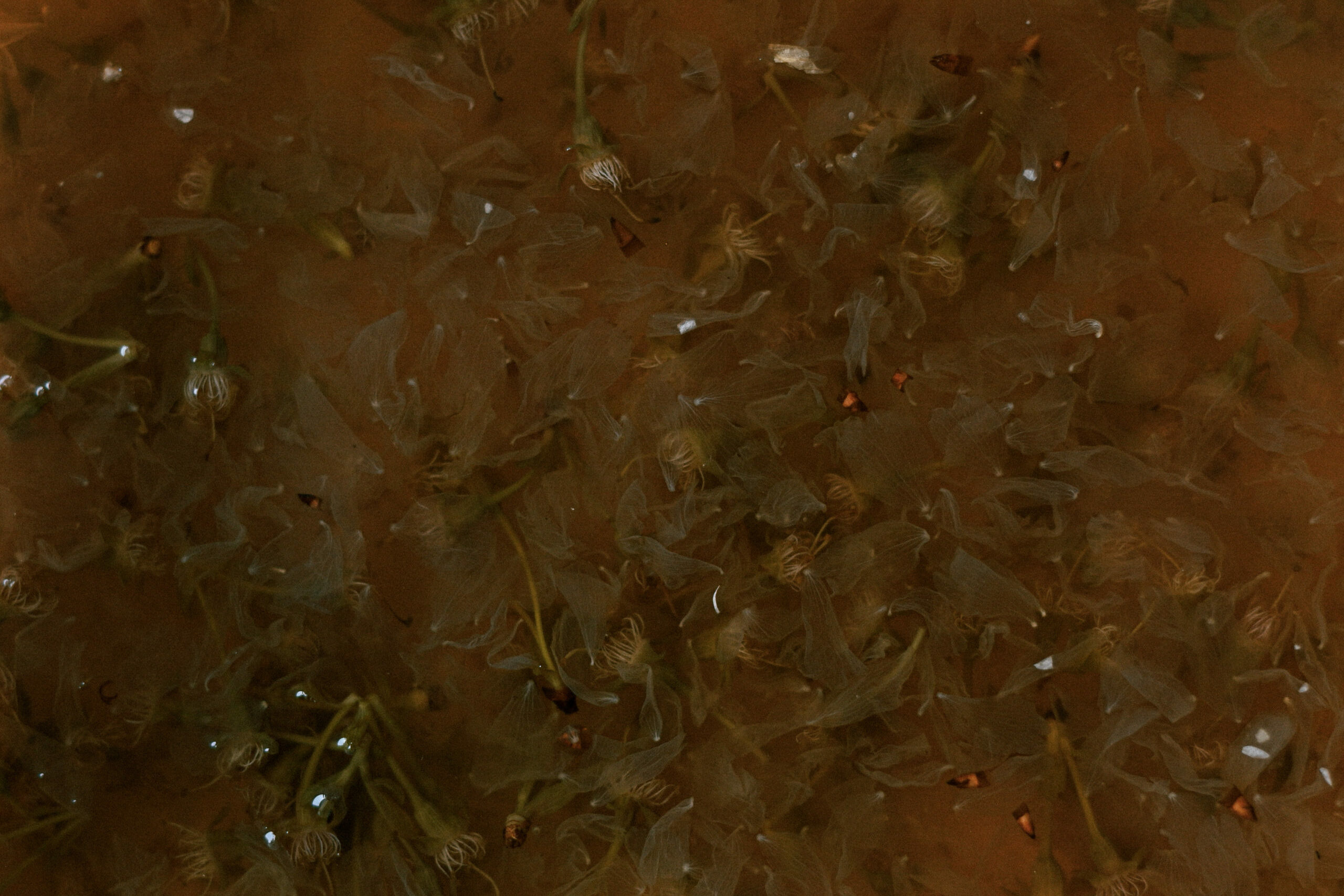 Cycene Soft Pairing – Caitlin Jones – Blue Mountain School